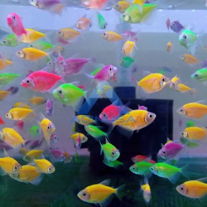 Jual IKAN HIAS GLOWFISH DANIO TETRA AIR TAWAR AQUARIUM AQUASCAPE ...