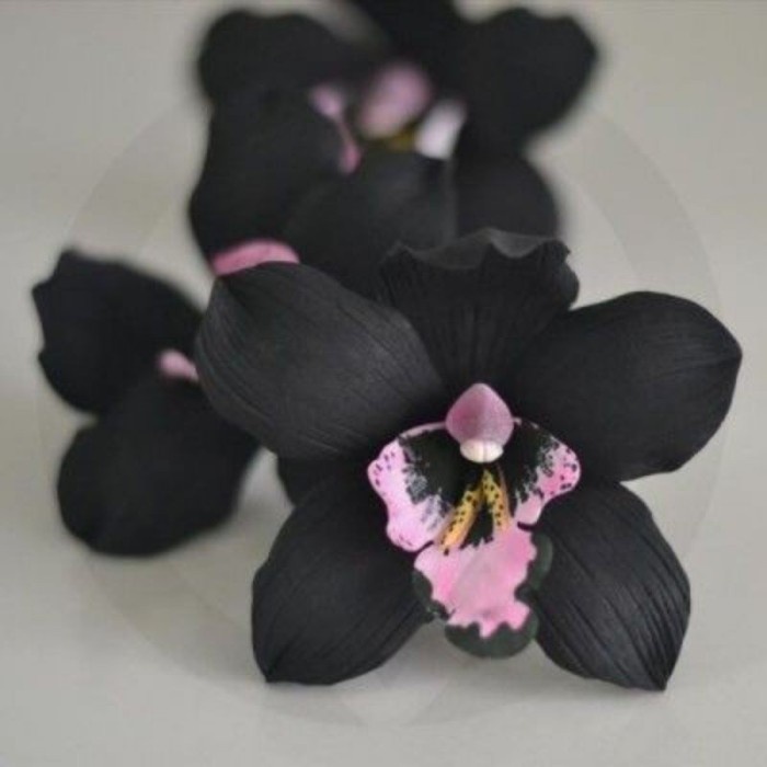 Jual Anggrek dendrobium black papua-Tanaman Hias anggrek hitam dendro ...
