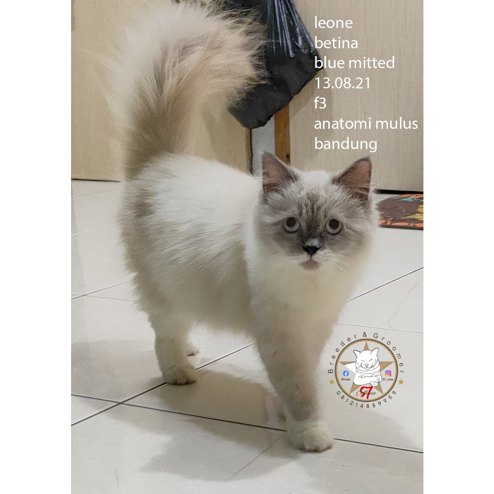 Jual kucing angora, persia, bsh, maincoon, ragdoll blue mitted | Shopee Indonesia
