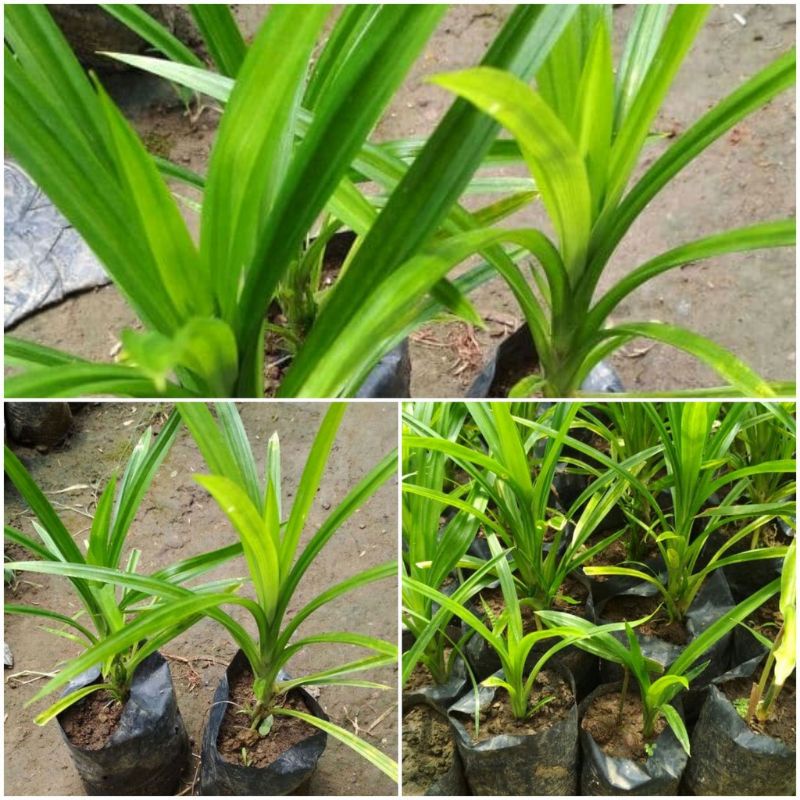 Jual Daun PANDAN WANGI - Bibit Tanaman Daun Pandan Wangi - Tanaman ...