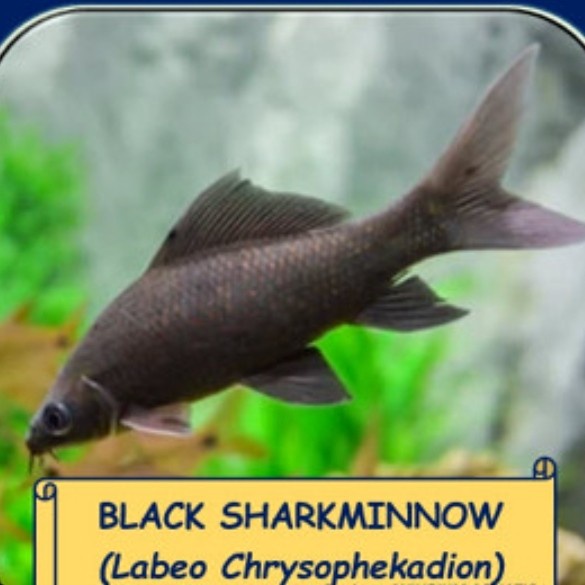 Jual Ikan Black Shark Cakep Penghias Aquarium Aquascape Per ekor Gojek ...
