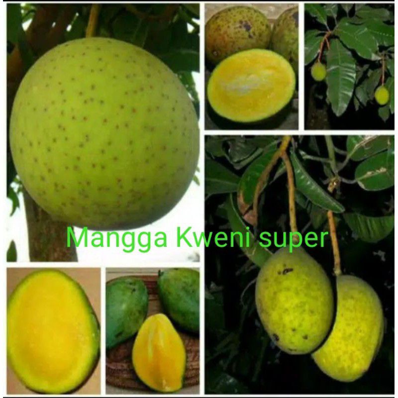 Jual bibit mangga kweni | Shopee Indonesia