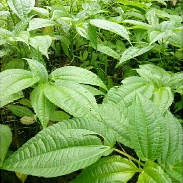 Jual Tanaman Pohpohan daun lalap | Shopee Indonesia