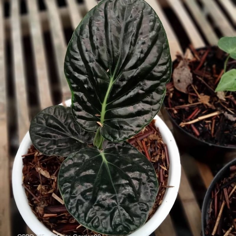 Jual Tanaman bunga Sirih papua beludru / piper magnificum / Black piper ...