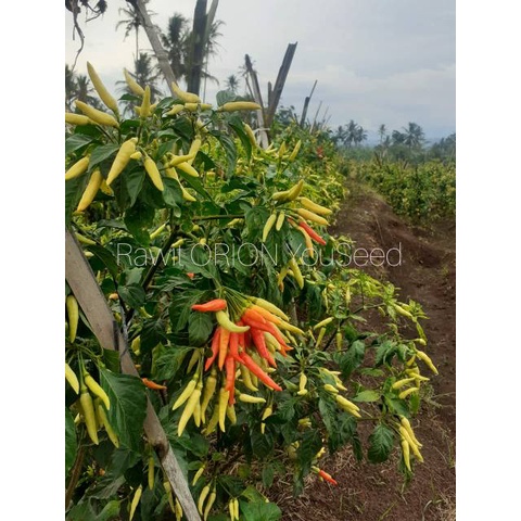 Jual PAKET isi 30 Bibit Cabe Rawit Dompol ORION F1 Hibrida Benih ...