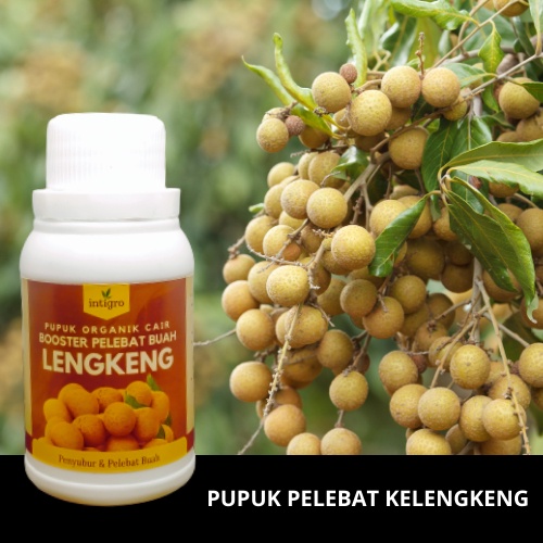 Jual Pupuk Booster Kalengkeng 100ML / Pupuk Pelebat Buah Kelengkeng Pemacu Tumbuh Bunga dan Buah ...