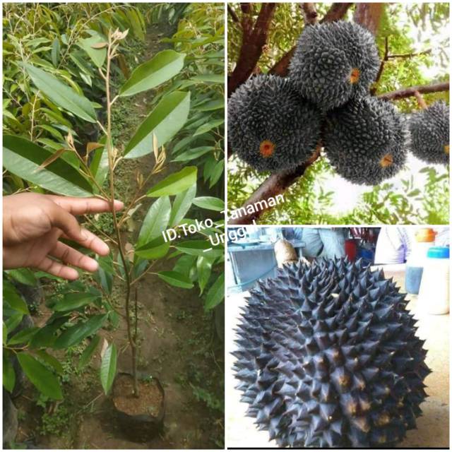 Jual Bibit Durian Duri Hitam | Shopee Indonesia