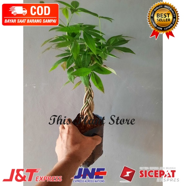Jual TANAMAN PACIRA/MONEY TREE KEPANG 9 | Shopee Indonesia