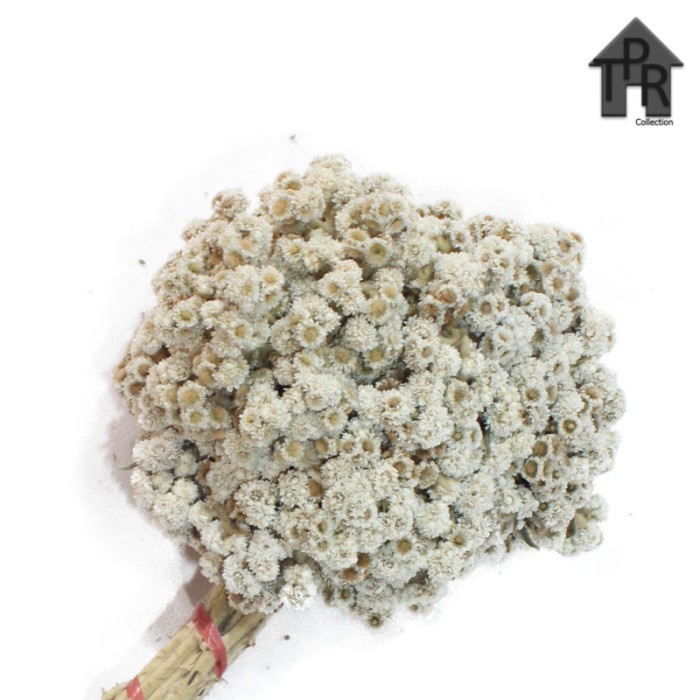 Jual Edelweiss Bunga Abadi Dried Flower P28 | Shopee Indonesia