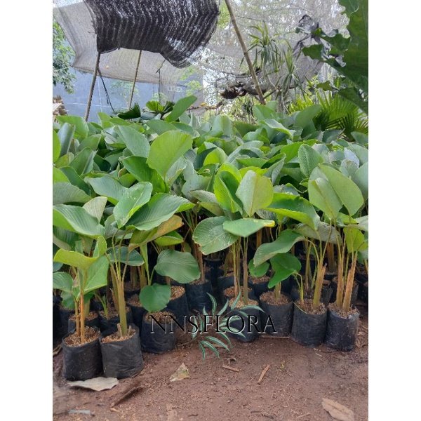 Jual calathea lutea / tanaman hias calathea pisang / pisang-pisangan ...