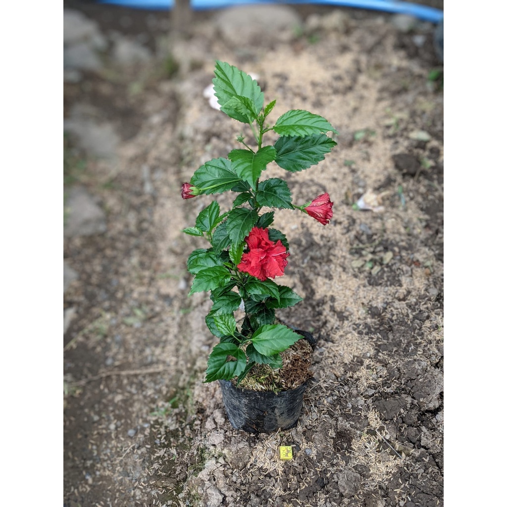 Jual Tanaman Hias Bunga sepatu merah Bali ( Hibiscus rosa-sinensis L ...