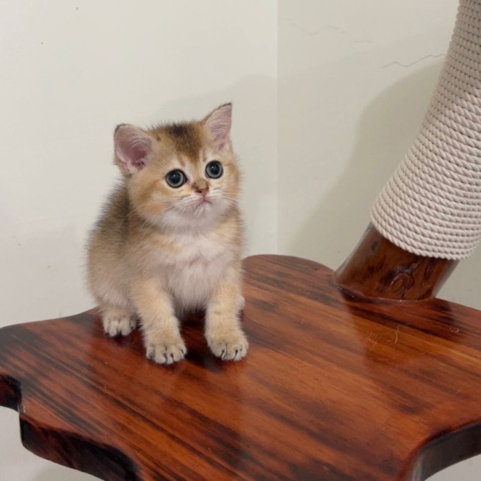 Jual kucing bsh golden betina kitten | Shopee Indonesia