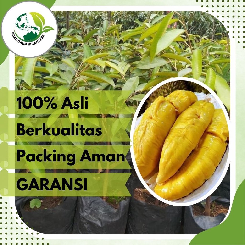 Jual Bibit Durian BAWOR Asli Tanaman Buah Hasil Okulasi Super Genjah Jumbo Unggul Bisa ...