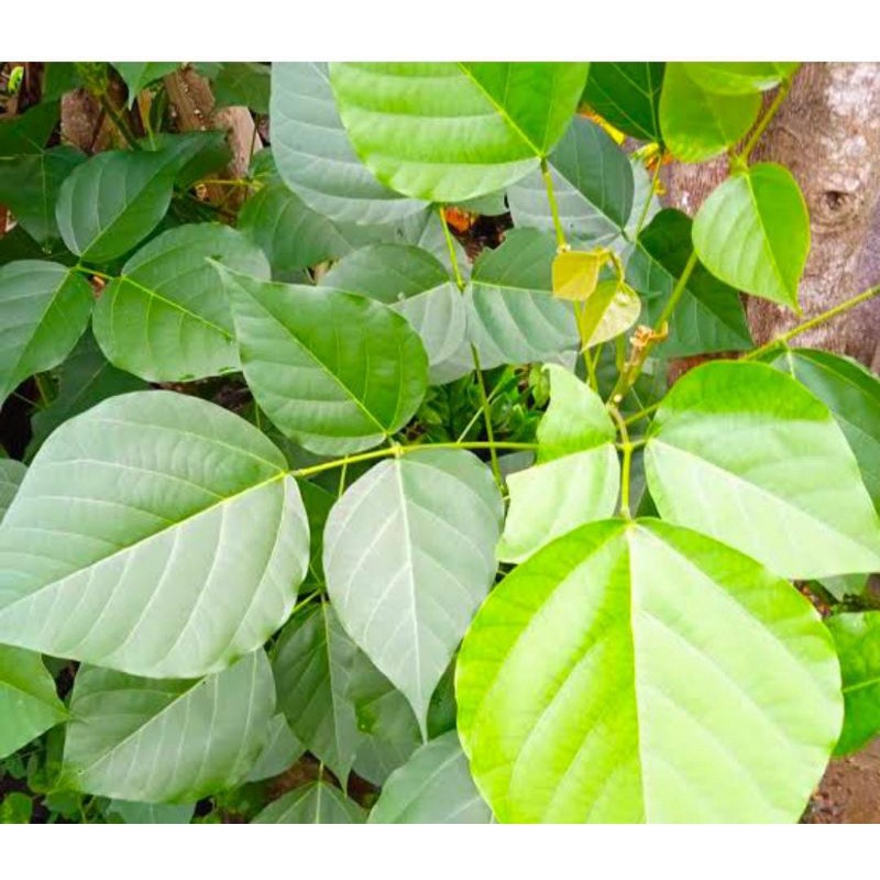 Jual Daun Dadap Serep Segar 250 Gram Obat Herbal Tradisional Fresh ...