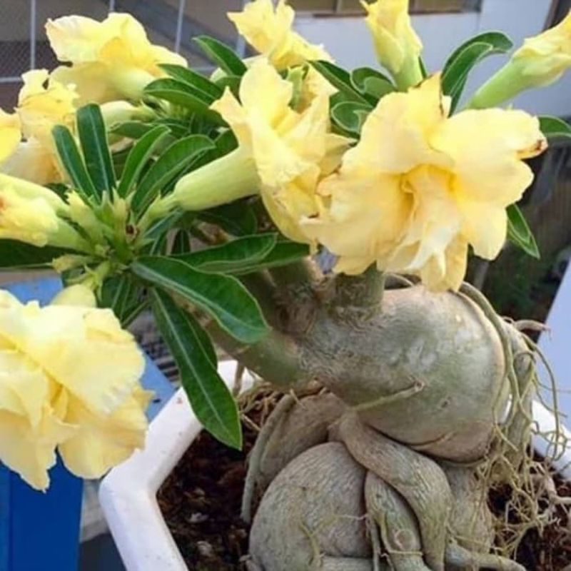 Jual NEW!! ADENIUM KAMBOJA JEPANG BONSAI BUNGA TUMPUK | Shopee Indonesia