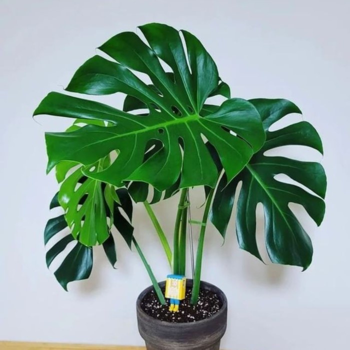 Jual Monstera deliciosa philodendron daun terbelah / monstera king ...