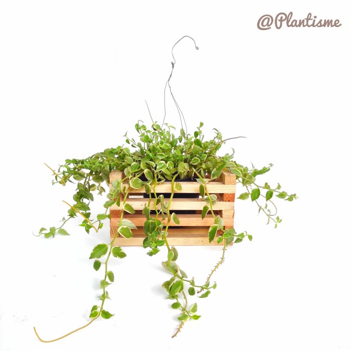 Jual Orchid Wood Box Basket Planter | Hanging Holder Tanaman Kayu ...