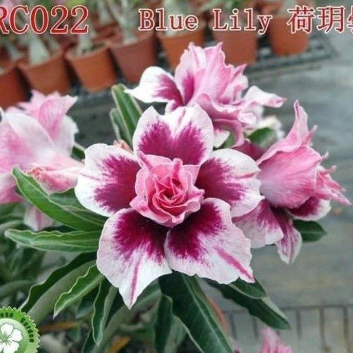 Jual Adenium Bunga Tumpuk Blue Lily Adenium Bunga Tumpuk Adenium