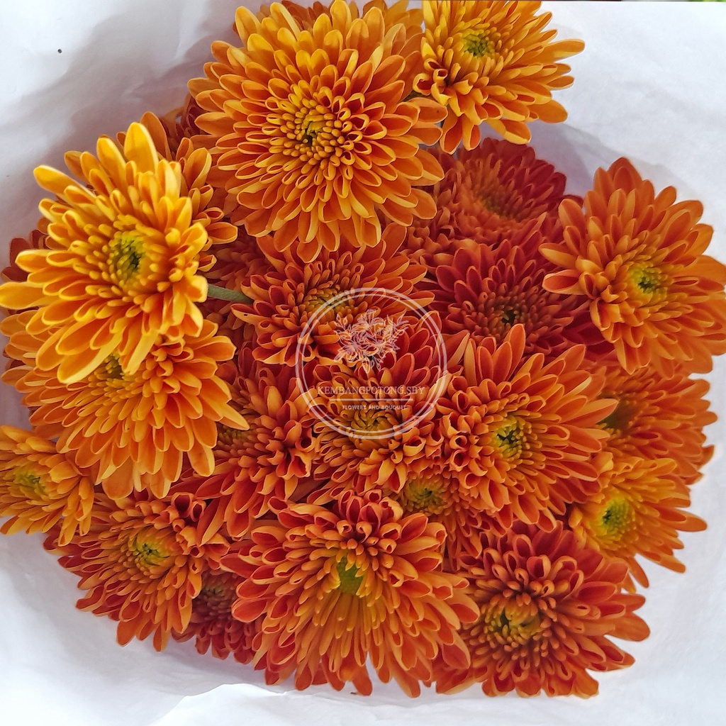 Jual BUNGA KRISAN ASTER POMPOM POTONG PER IKAT ISI 10 TANGKAI BERBAGAI ...