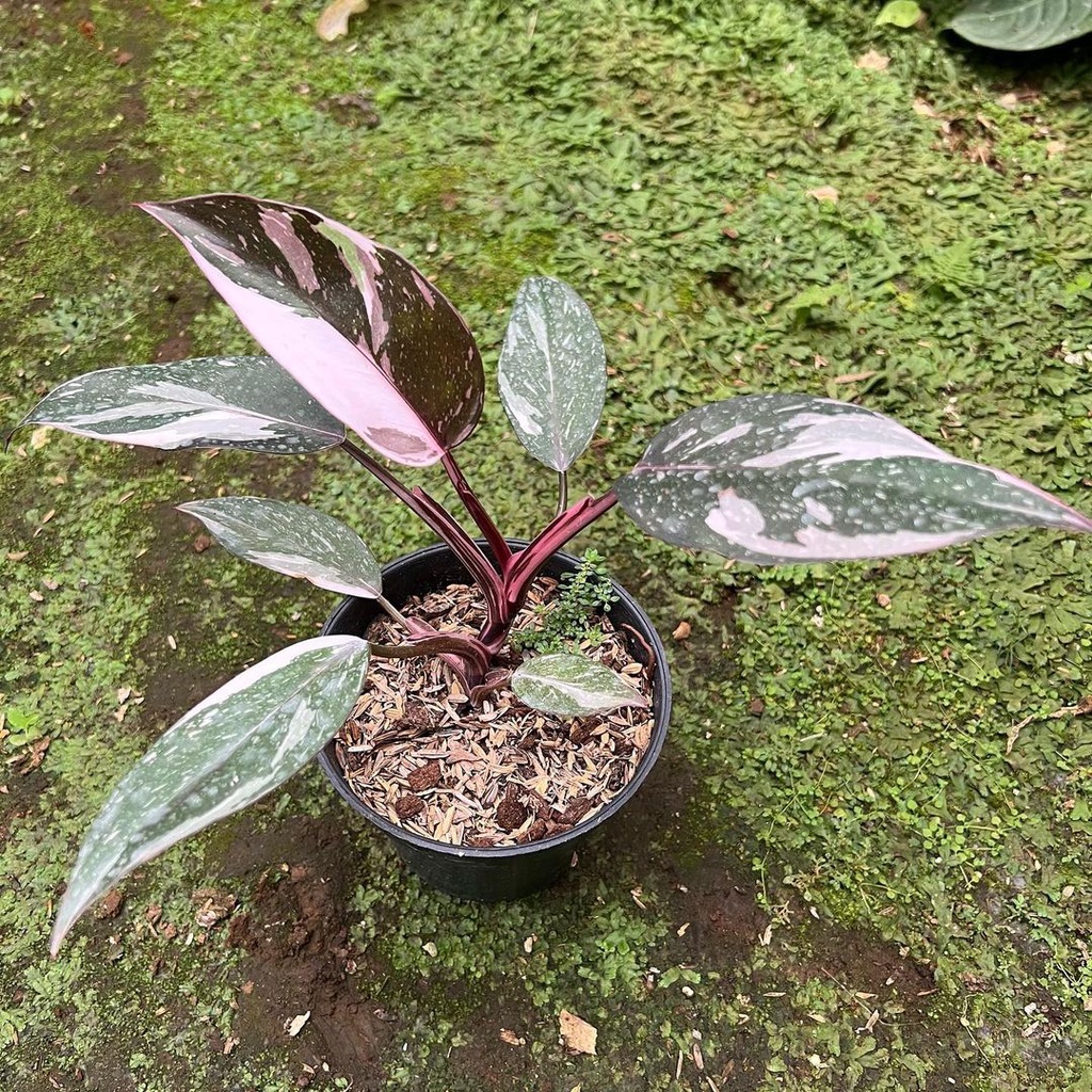 Jual Tanaman bunga Philodendron Anderson Mewah / Philo White Andeson ...
