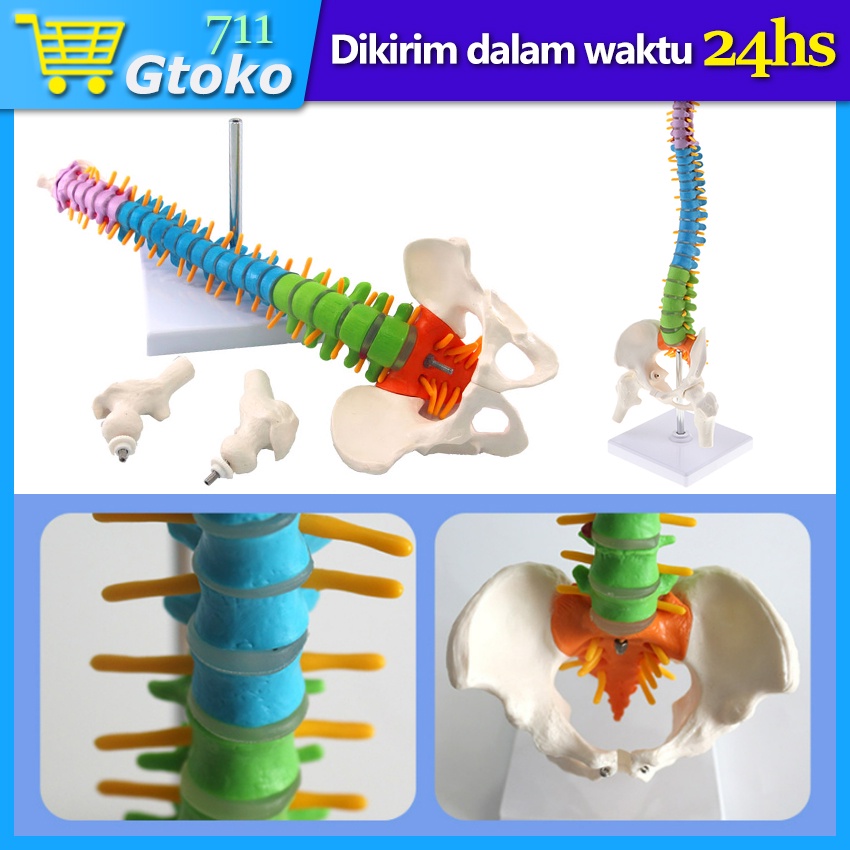 Jual Alat Peraga Model Anatomi Kerangka Tulang Belakang Panggul Manusia ...