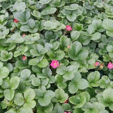 Jual Bibit Tanaman Buah Strawberry Merlan ( Berbuah ) | Shopee Indonesia