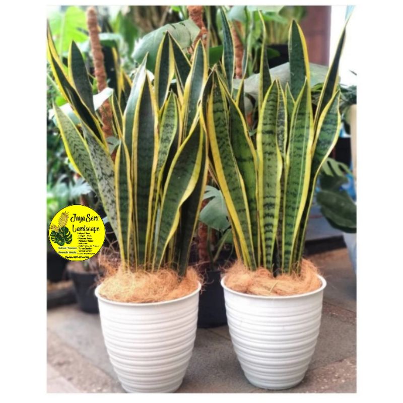 Jual PROMO!!! TANAMAN HIAS SENSIVERA/LIDAH MERTUA 2POT RIMBUN + POT ...