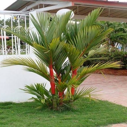 Jual bibit pinang merah palem merah tanaman hias tinggi 1meter up ...