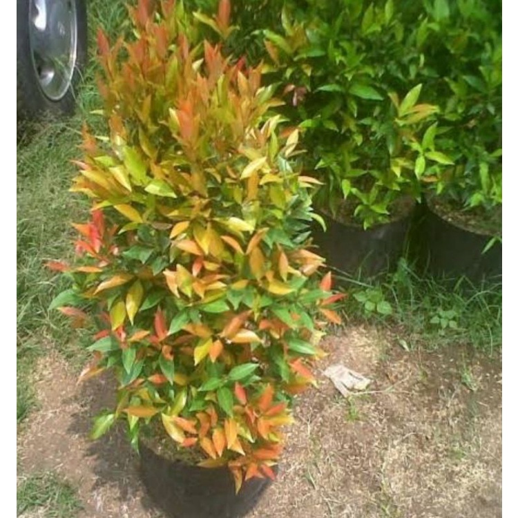 Jual Tanaman hias pohon pucuk merah tinggi 50-70 cm daun rimbun ujung ...