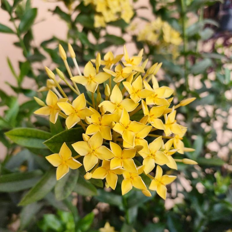 Jual bunga Asoka kuning/Suko kuning | Shopee Indonesia