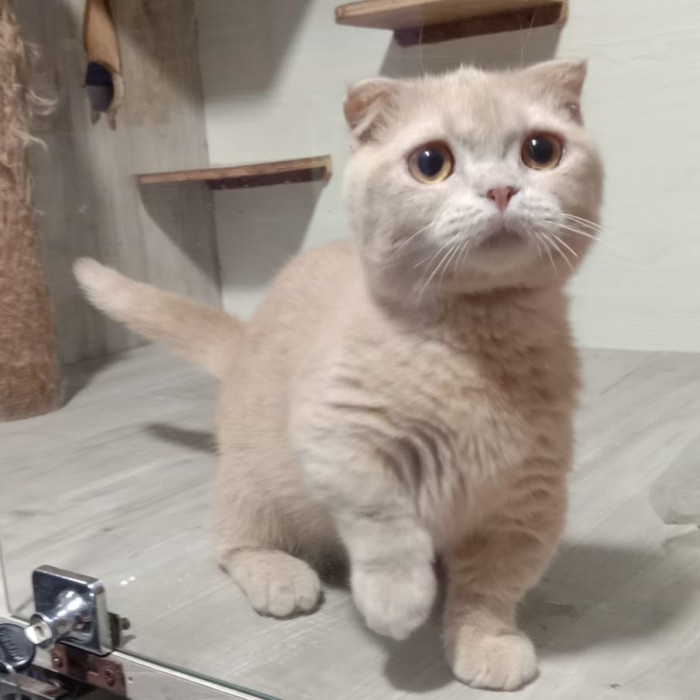 Jual munchkin gaelic fold jantan kitten | Shopee Indonesia