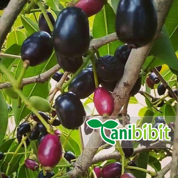 Jual Bibit Pohon Jamblang Hitam - Buah Duwet Juwet Java Plum Jamlang ...