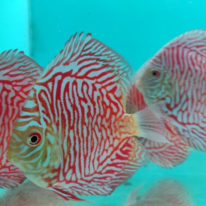 Jual Ikan Discus White Tiger Ukuran 4 inch | Shopee Indonesia