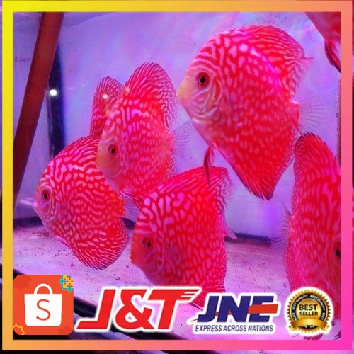 Jual Ikan Discus Pigeon Cherry Red Snake 1Cm - 1 Inch | Shopee Indonesia