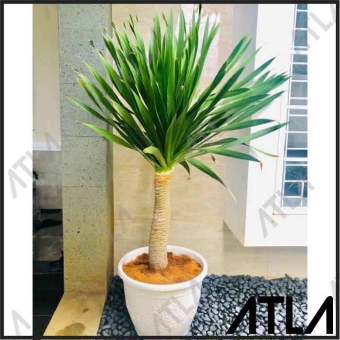 Jual Tanaman Hias Pandan Bali Pohon Batang Cabbage Palm Indoor Outdoor ...
