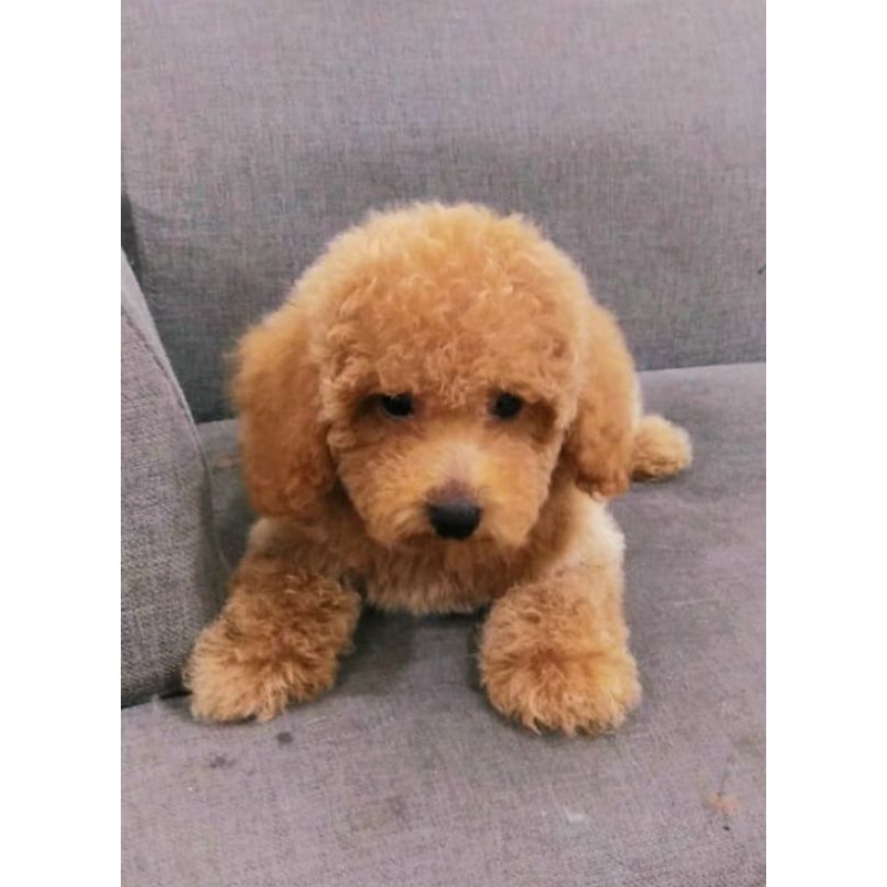 Jual Poodle Betina stambum | Shopee Indonesia