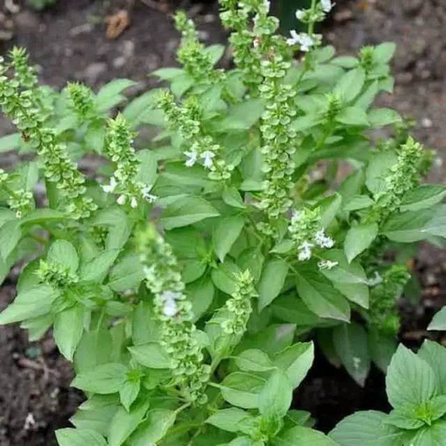 Jual Daun Kemangi Segar 50gram Daun Kemangi Surawung Lalapan Kemangi ...