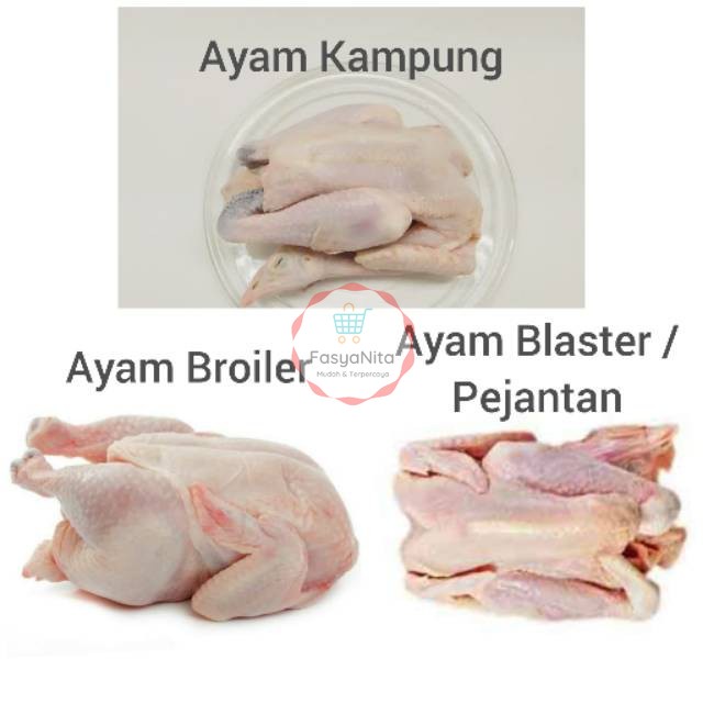 Jual Daging Ayam UTUH Segar Fresh HALAL - Kampung Merah Broiler ...