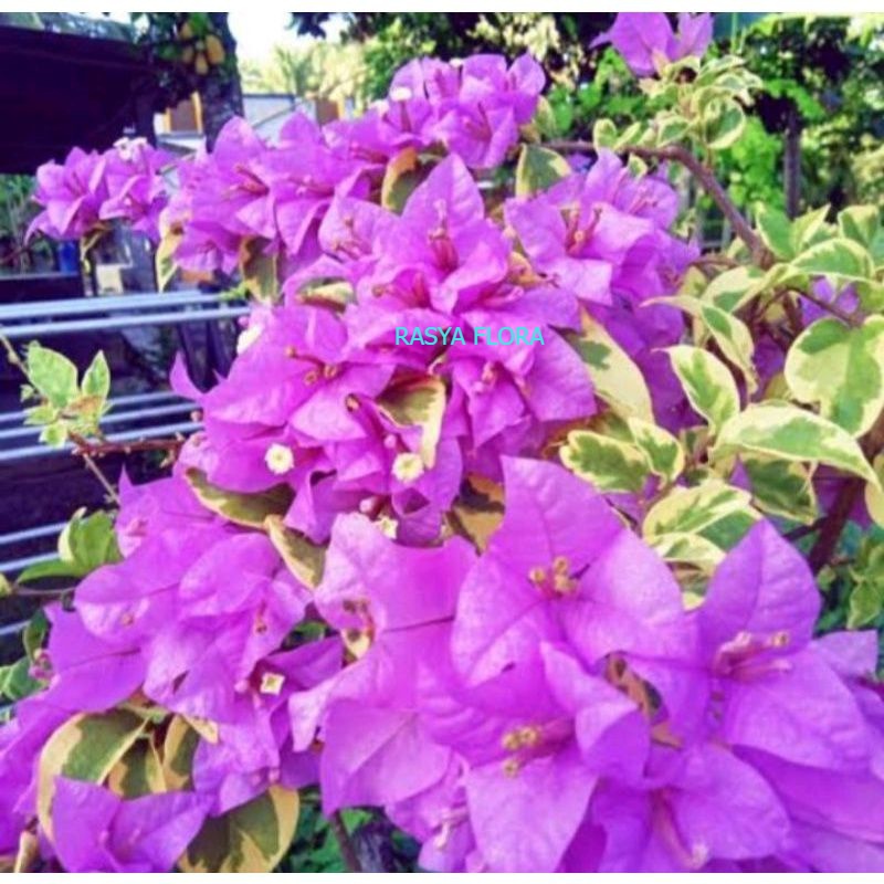 Jual TANAMAN HIAS BUGENVIL VARIEGATA BUNGA KERTAS//PURPEL | Shopee ...