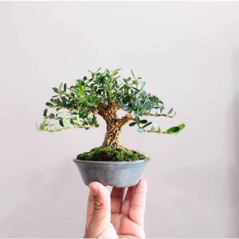 Jual tanaman bonsai mini boxsus / boksus pohon kecil tua top plant ...
