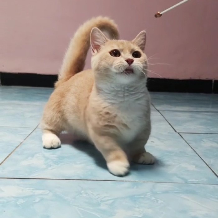 Jual kucing bsh munchkin jantan 6 bulan | Shopee Indonesia
