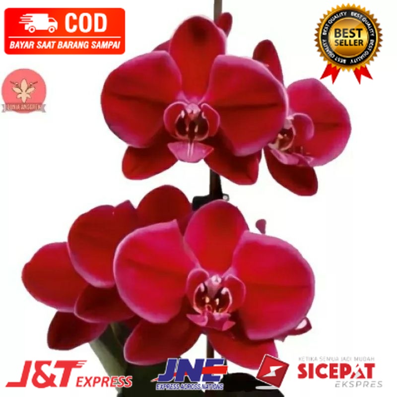 Jual PROMO!! Anggrek dendrobium dewasa bunga marun | Shopee Indonesia
