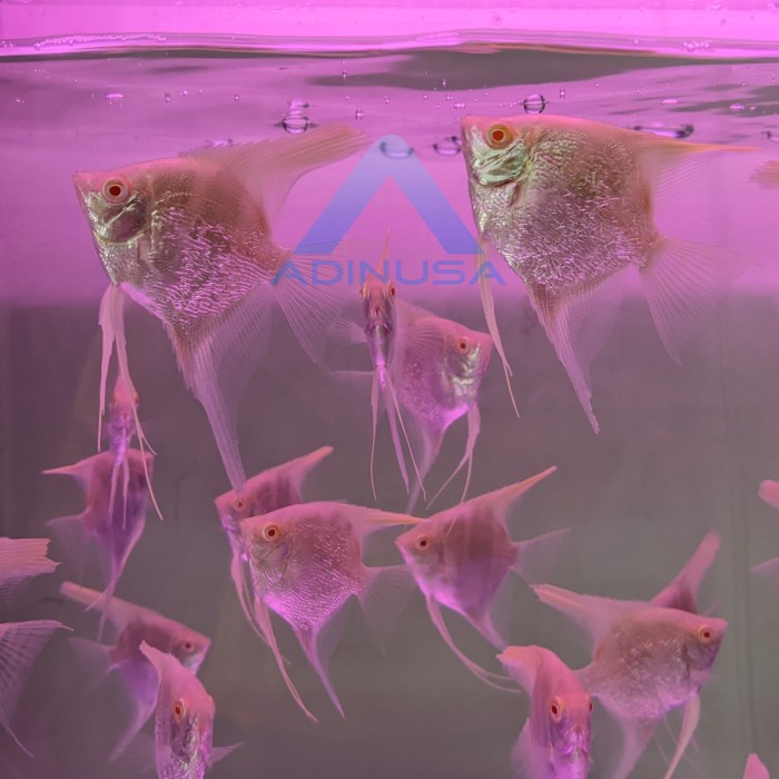 Jual IKAN HIAS MANFISH MENFISH ALBINO RED EYE AIR TAWAR AQUARIUM ...