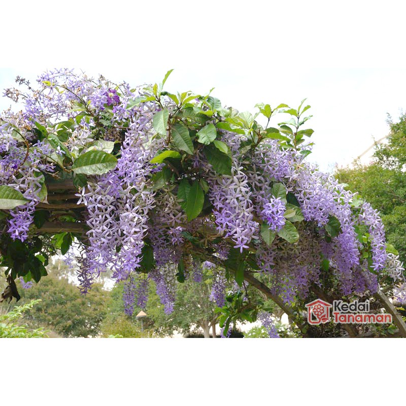 Jual Bunga Merambat Petrea - Tanaman Hias Merambat Bunga Petrea - Bunga ...