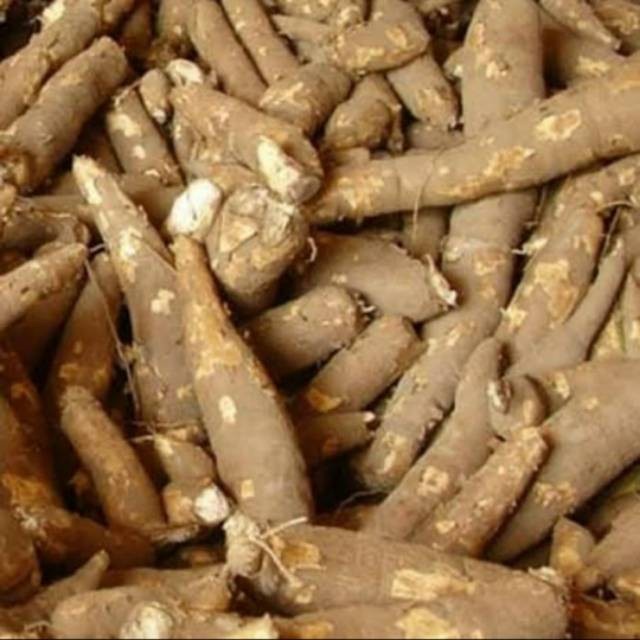 Jual singkong mentega 1kg | Shopee Indonesia