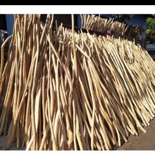 Jual ranting kayu jati 80 cm - tangkringan iguana - ranting kayu ...