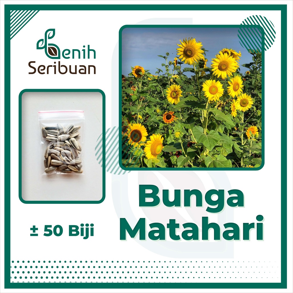 Jual 50 Benih Bunga Matahari Kuning Unggul Bibit Tanaman Bunga Biji ...