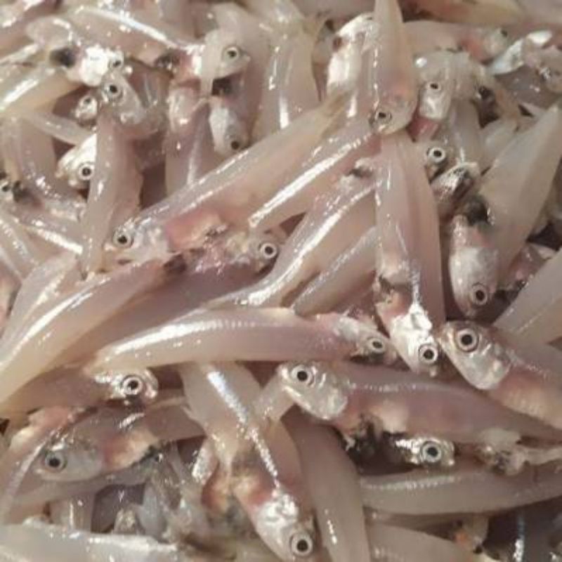 Jual Ikan Wader Laut | Shopee Indonesia