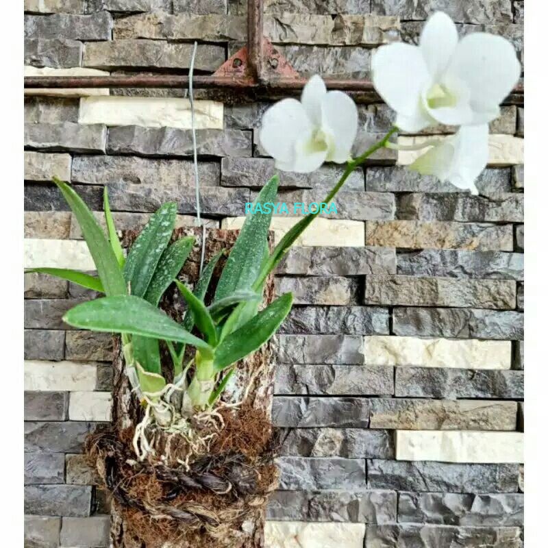 Jual SEEDLING ANGGREK DENDROBIUM MINI WHITE | Shopee Indonesia