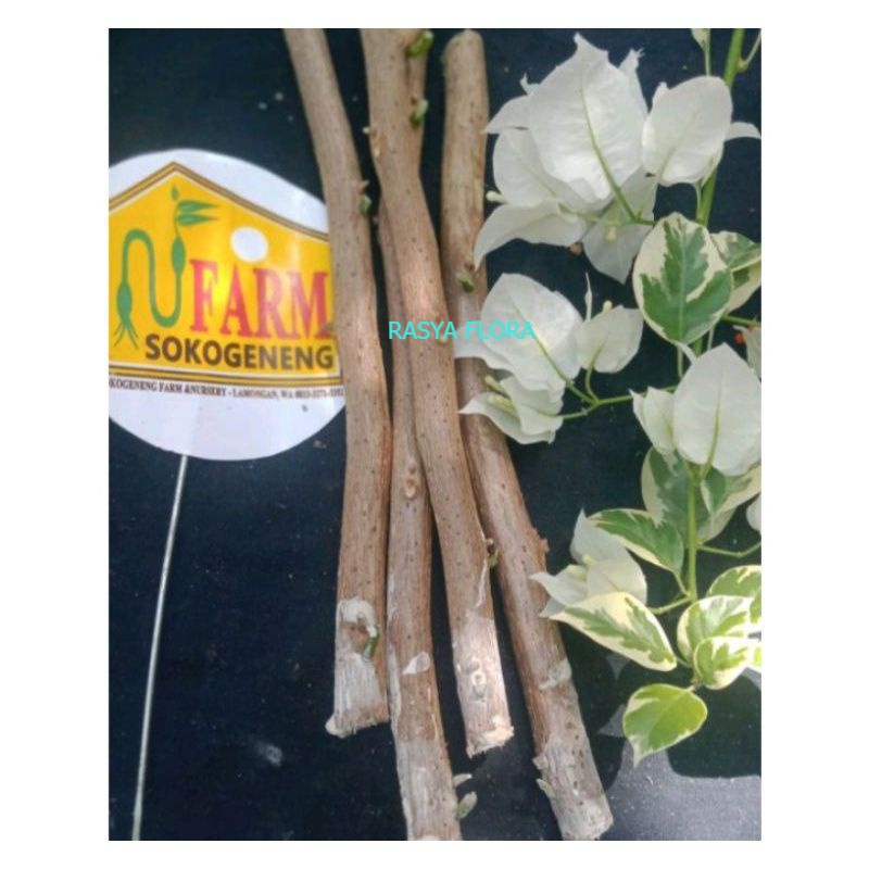 Jual Stek Batang Cuuting Bugenvil Bunga Kertas Bougenville Shopee